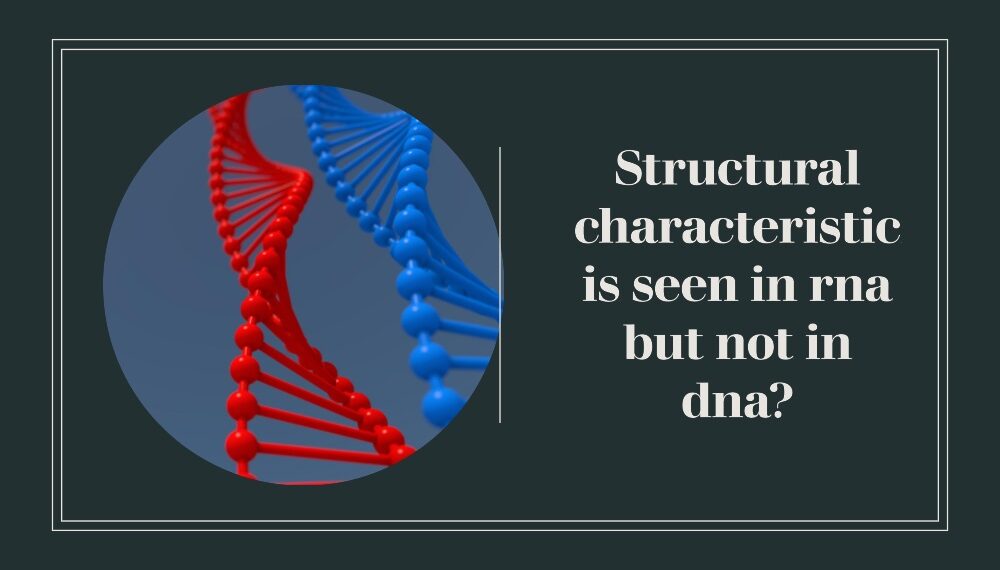 Which Structural Characteristic is Seen in RNA but Not in DNA ...